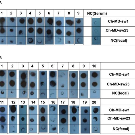 A The Dot Blot Assay Using The 9 Serum Samples Which Were Positive