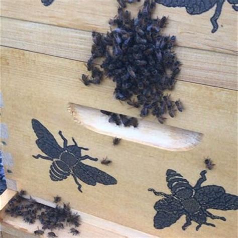 Sharing My Garden With 20000 New Honey Bees Mother Earth News
