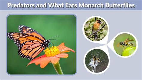 What Do Monarch Butterflies Eat Caterpillars Adults And Predators