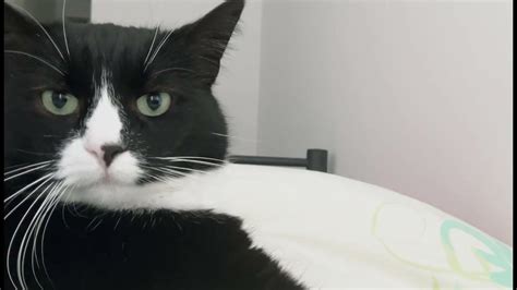 My Cat Looking Cute Youtube