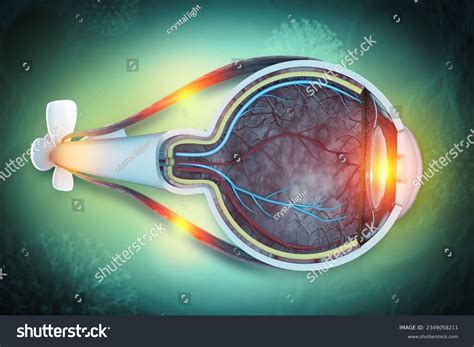 Human Eye Anatomy Inner Structure 3d Stock Illustration 2349058211