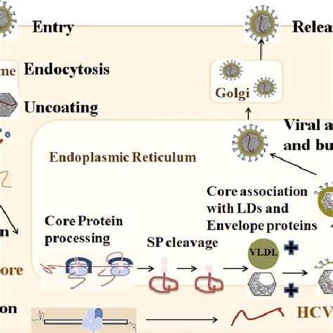 Effect Of Hcv Core Mutation On Hcv Life Cycle Mutation Or Sequence Download Scientific Diagram