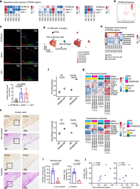 Pparγ Pathway Is Activated In Vecs Of Hyperlipidemic Mice And Conserved