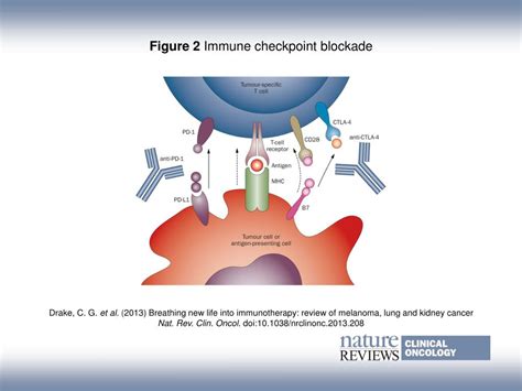 Ppt Figure 2 Immune Checkpoint Blockade Powerpoint Presentation Free