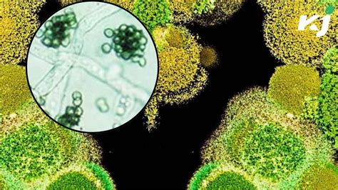 रासायनिक नहीं जैविक समाधान अपनाएं ट्राइकोडर्मा का उपयोग कर बचाएं फसल Use Organic Solutions