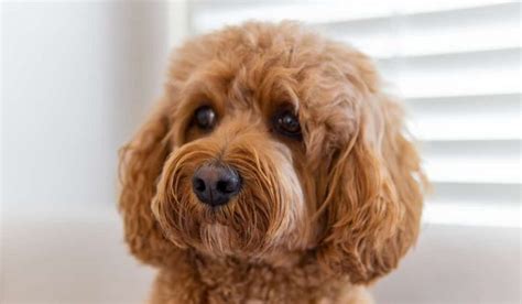 Der Cavapoo Im Rasseporträt Größe Charakter And Wesen