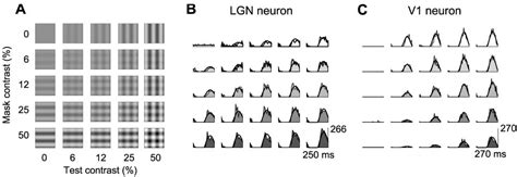 Figure 1 From Suppression Without Inhibition In Visual Cortex
