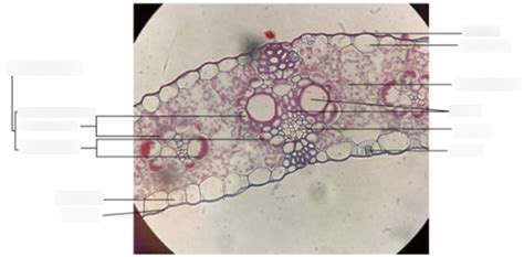 Corn Leaf Microscope Diagram Quizlet