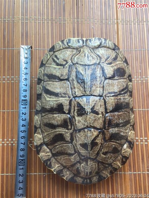 龟壳龟甲 甲壳 海星 鸿运阁【7788收藏 收藏热线】