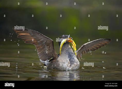 Rhinoceros Auklet Cerorhinca Monocerata Adult Breeding Plumage With