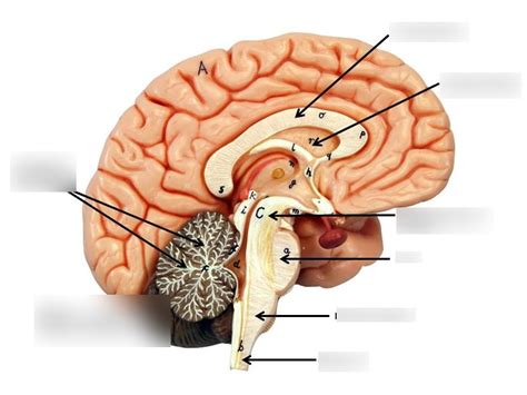 Neuro Brain Structure Labeling Test 10 3 23 Diagram Quizlet