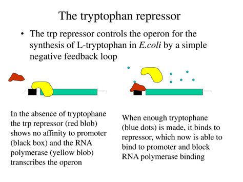 Ppt Transcription Regulation In Prokaryotes Powerpoint Presentation