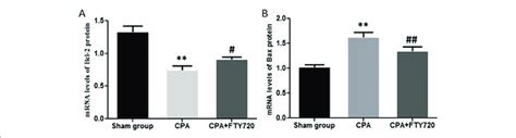 Rt Pcr Measurement Of Bax And Bcl 2 Mrna Expression In Myocardial Download Scientific Diagram