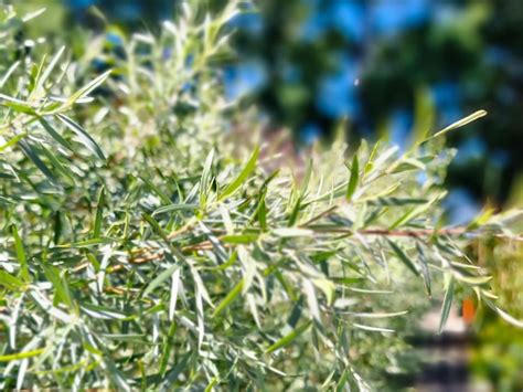 Leptospermum Brachyandrum Silver Wholesale Nursery Nurseries In