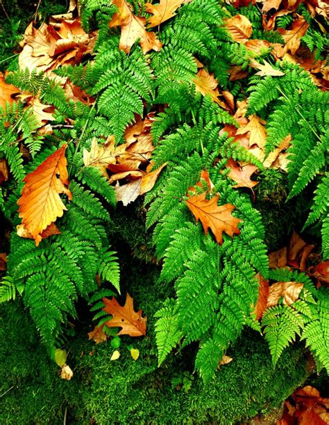 Luscious Autumn Fern Wall Flora Rnatureporn