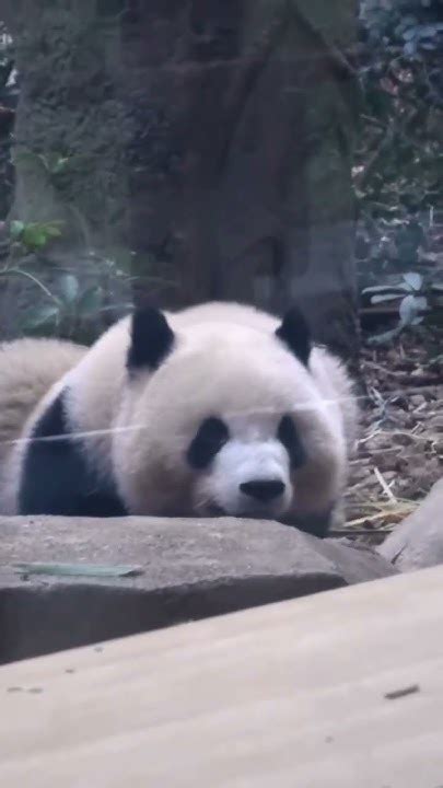 Giant Panda Beichen Is So Cute When He Goes To The Toilet Panda Cute Funny Redpanda