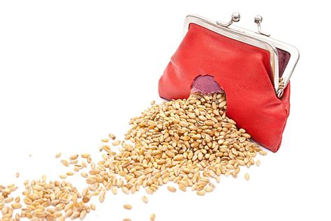 Wheat Kernel Background Images Hd Pictures And Wallpaper For Free