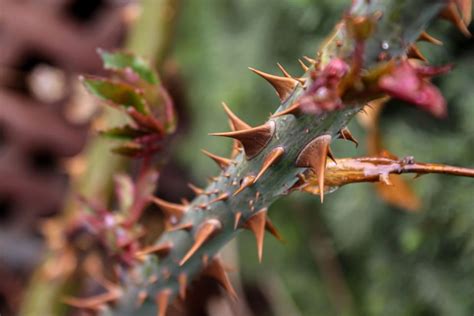 The Symbolism Of Roses With Thorns Meaning And Significance