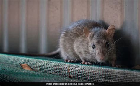 Do You Know Kill Rats To Earn 170 000 A Year