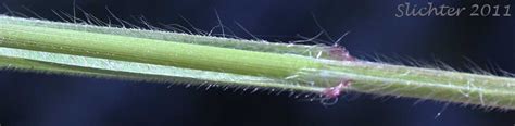 Ripgut Grass Ripgut Brome Great Brome Bromus Diandrus Synonyms