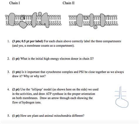 Solved Chain I Chain Ii 1 3 Pts 05 Pt Per Label For