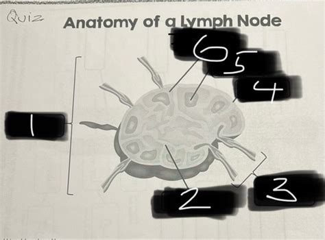 Lymphatic System Test Diagrams Flashcards Quizlet