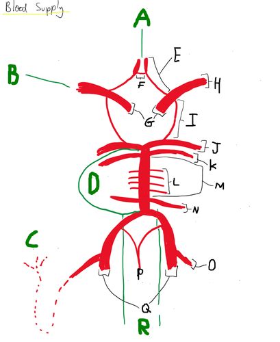 Cerebral Cortex Flashcards Quizlet