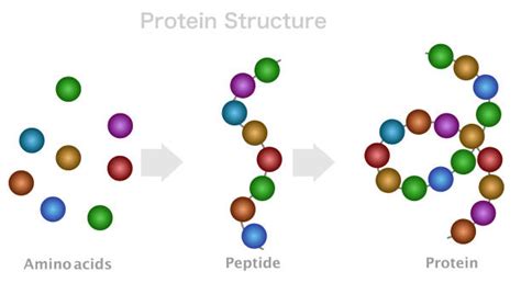 Secondary Structure Of Protein
