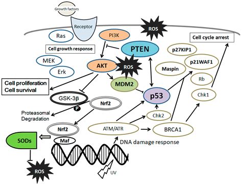 Reactive Oxygen Species Superoxide Dimutases And Pten P53 Akt Mdm2