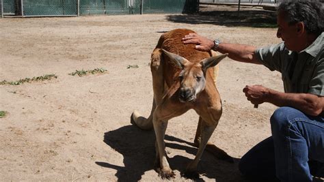 Red Kangaroo Standing Next To Person