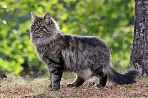 The Healthiest Cats 13 Lovable Breeds With Long Lifespans And Good