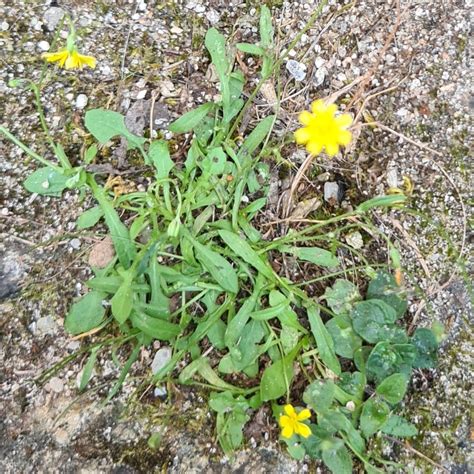 Photo Smooth Hawks Beard Crepis Capillaris