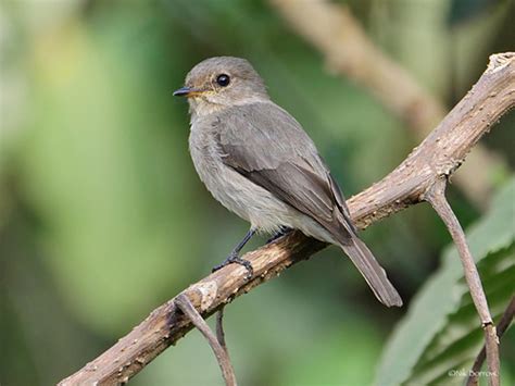 African Dusky Flycatcher Nolidae Of Southern Africa · Inaturalist