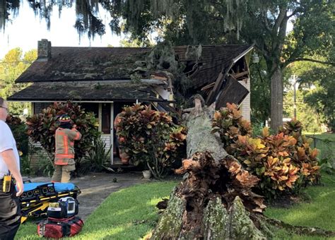 How To Spot A Zombie Tree Before Disaster Strikes Sb Tree Service
