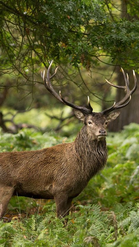 Wild Animals Wallpaper ·① Wallpapertag