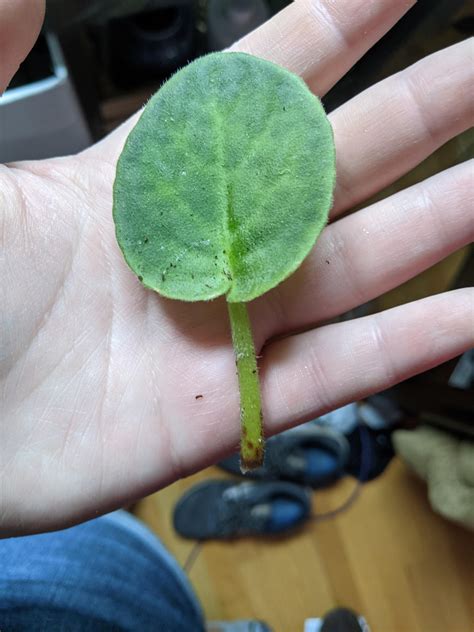 Whenever I Try To Water Prop The End Rots Advice R Africanviolets