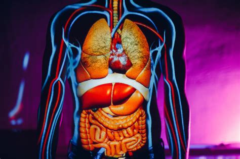 Ilustracion De Anatomia Del Cuerpo Humano Hombre Masculino Sistema