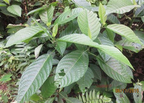 Dendrocnide Sinuata Eflora Of India