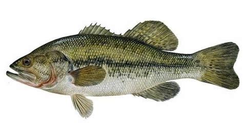 Largemouth Bass Species Information Fisheries Fish And Wildlife Maine