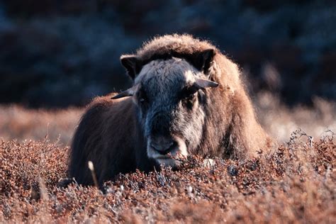 Musk Ox The Arctics Ice Age Survivor Secret Atlas