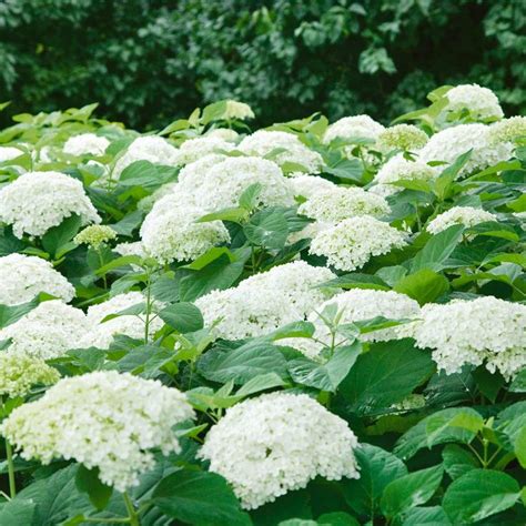 Hydrangea Arborescens Plant Annabelle Marshalls Garden In 2025