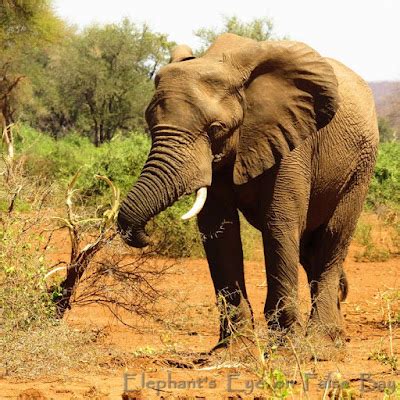 Elephants And Friends At Kruger Park