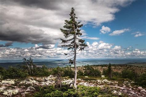 Ten Ancient Trees On The Planet And Where To Find Them Afrinik