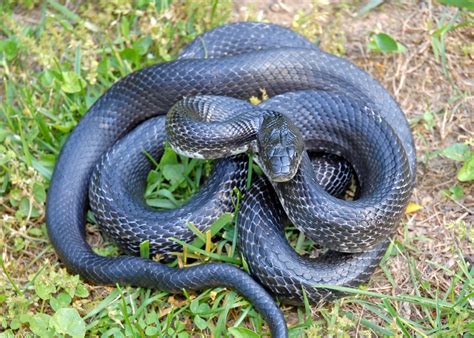 Central Ratsnake