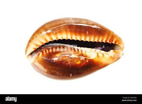 White Background Shell Cut Out Stock Images And Pictures Alamy