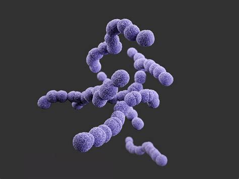 Streptococcus Bacteria