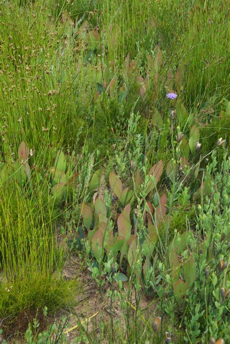 Protea Acaulos Proteaceae