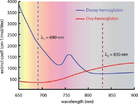 Absorption Spectrum Of Oxyhemoglobin Hbo And Deoxyhemoglobin Hb