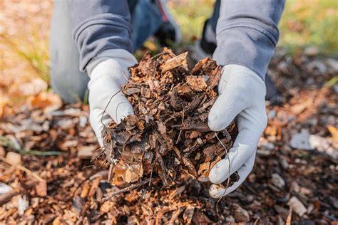Using Leaves As Mulch In Your Yard Oasis Landscapes And Irrigation