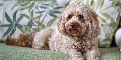 Cavapoo V Cockapoo Comparing These Hybrid Breeds Doodle Pooch Designs